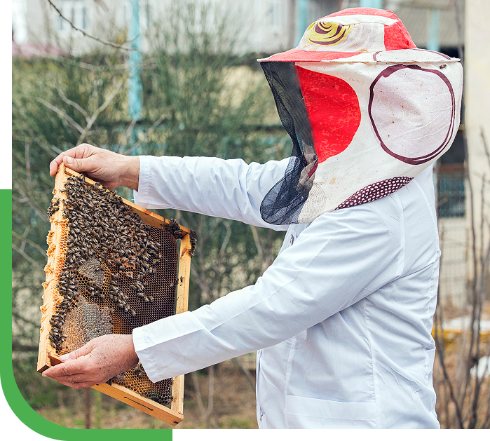 Bee Removal - Icon Pest Victoria